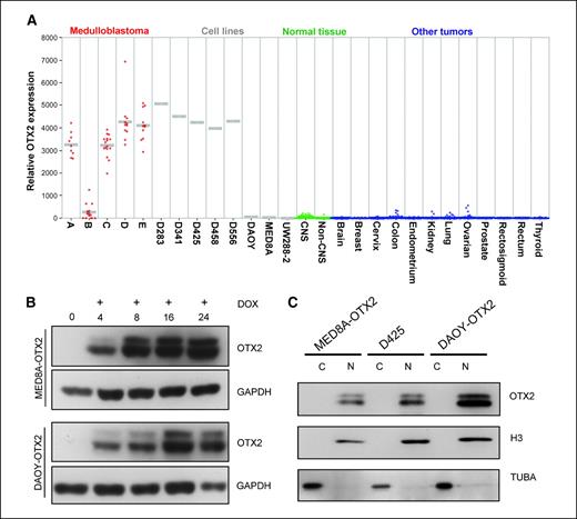 Regulation of Cell Cycle Genes and Induction of Senescence by ...
