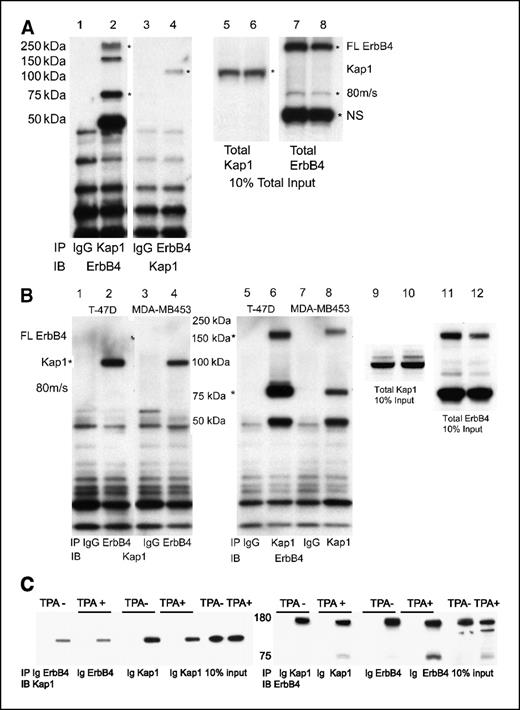 Interactions of ErbB4 and Kap1 Connect the Growth Factor and DNA Damage Response Pathways ...