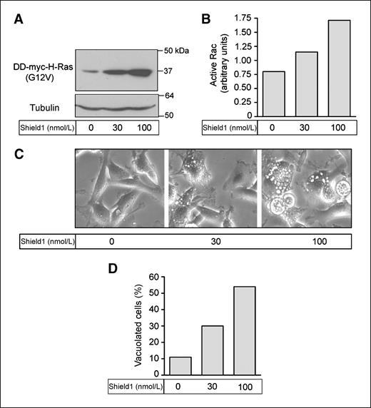 Induction of Nonapoptotic Cell Death by Activated Ras Requires Inverse ...