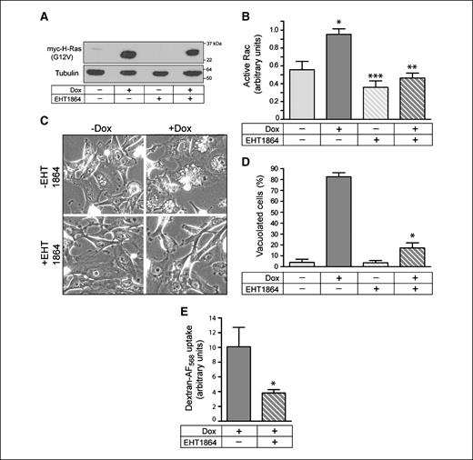 Induction of Nonapoptotic Cell Death by Activated Ras Requires Inverse ...