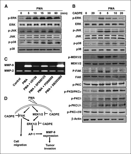 Cadpe Inhibits Pma Stimulated Gastric Carcinoma Cell Invasion And