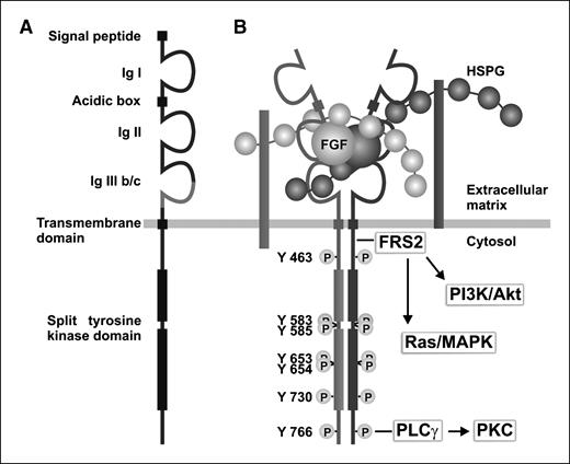 Roles of Fibroblast Growth Factor Receptors in Carcinogenesis ...