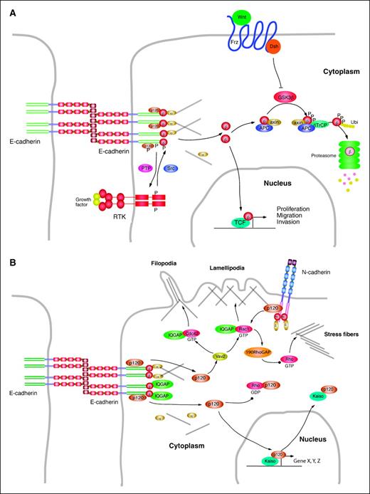 Mechanisms of Motility in Metastasizing Cells | Molecular Cancer ...