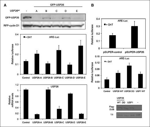 The Deubiquitinating Enzyme USP26 Is a Regulator of Androgen Receptor ...