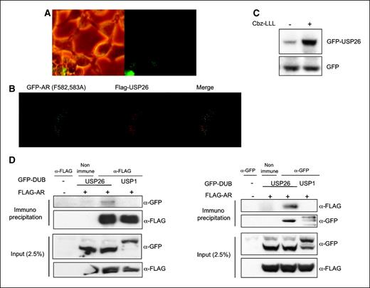 The Deubiquitinating Enzyme USP26 Is a Regulator of Androgen Receptor ...