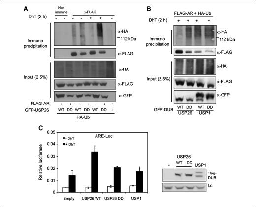 The Deubiquitinating Enzyme USP26 Is a Regulator of Androgen Receptor ...