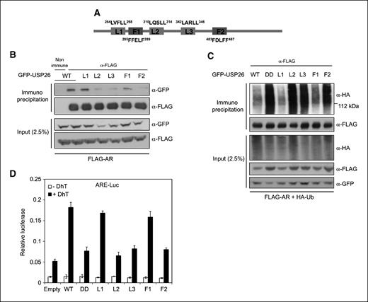The Deubiquitinating Enzyme USP26 Is a Regulator of Androgen Receptor ...