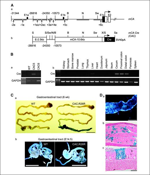 Generation of a Transgenic Mouse for Colorectal Cancer Research with ...