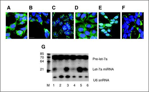 Role of Ribosomal Protein RPS2 in Controlling let-7a Expression in ...