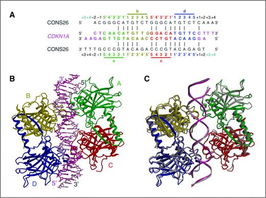 Crystal Structure of a Multidomain Human p53 Tetramer Bound to the ...