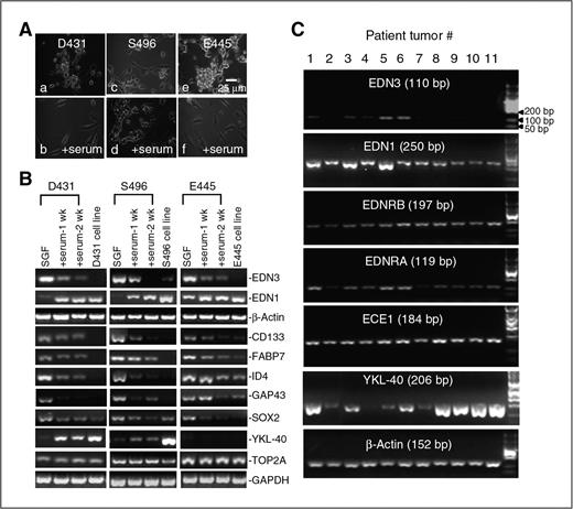 Autocrine Endothelin-3/Endothelin Receptor B Signaling Maintains ...