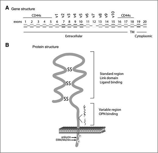 Understanding the Dual Nature of CD44 in Breast Cancer Progression ...