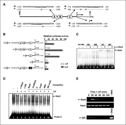 Batf Promotes Growth Arrest and Terminal Differentiation of Mouse ...