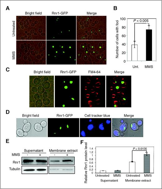 Autophagy-Dependent Regulation of the DNA Damage Response Protein ...