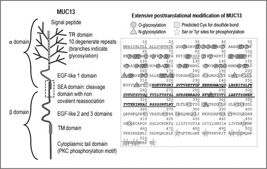 Mucin 13: Structure, Function, and Potential Roles in Cancer ...