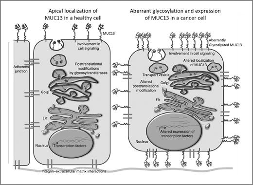 Mucin 13: Structure, Function, and Potential Roles in Cancer ...