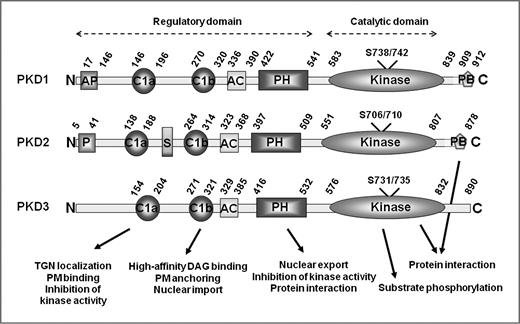 Emerging Roles of Protein Kinase D1 in Cancer | Molecular Cancer ...