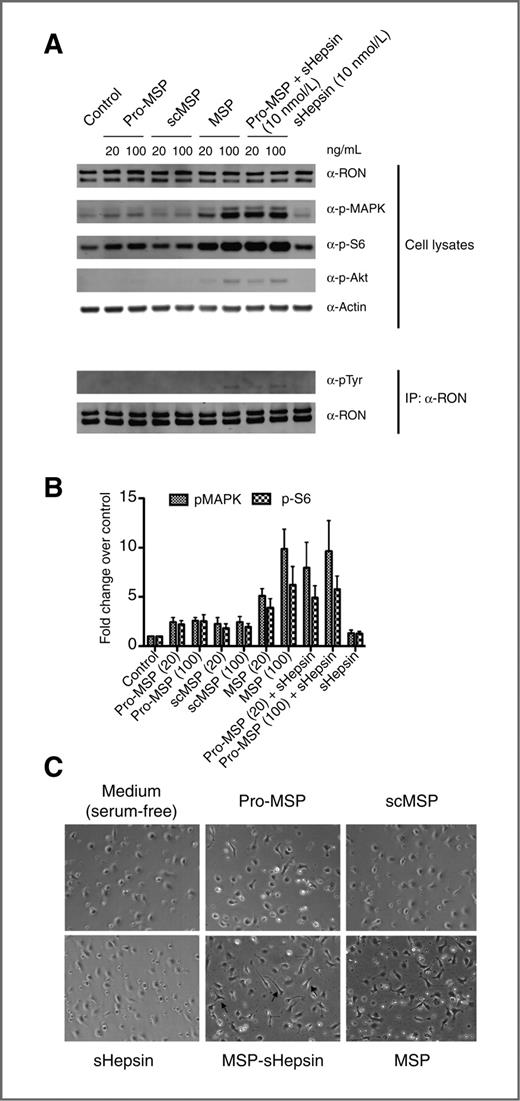 Proteolytic Activation of Pro-Macrophage-Stimulating Protein by Hepsin ...