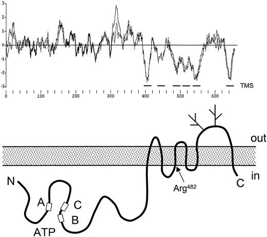 Multidrug Resistance and Pharmacological Protection Mediated by the ...