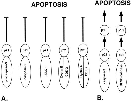 The Role of the Cyclin-dependent Kinase Inhibitor p21 in Apoptosis 1 ...