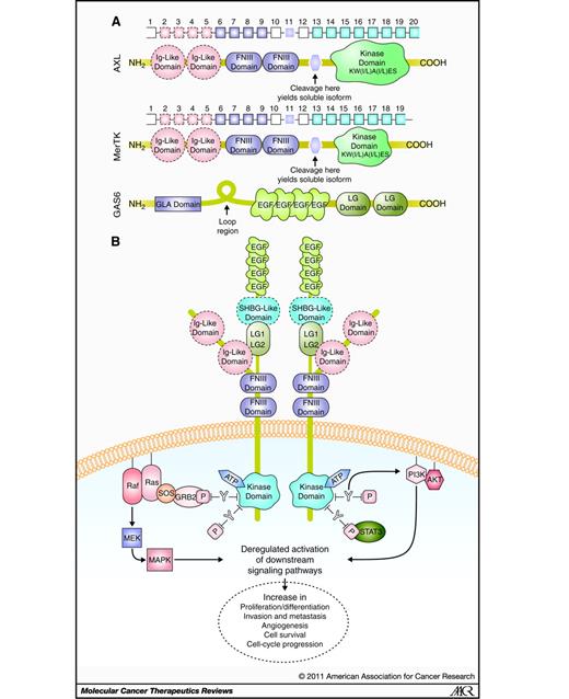 Targeting Axl and Mer Kinases in Cancer | Molecular Cancer Therapeutics ...