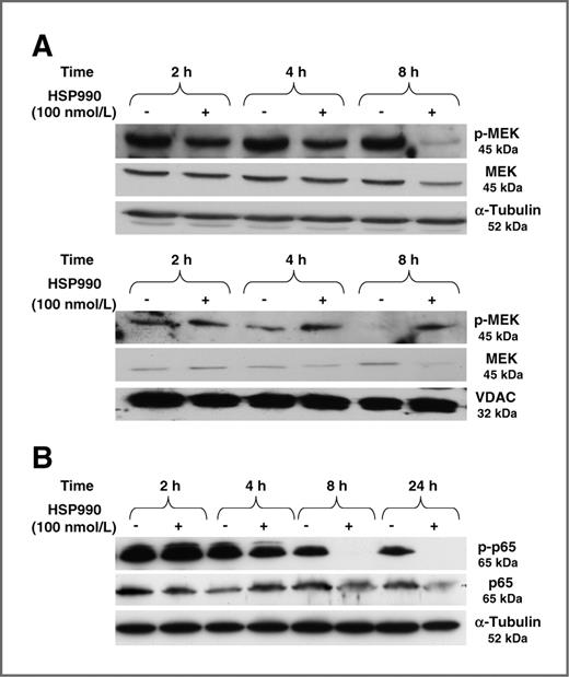 Targeting HSP 90 Induces Apoptosis and Inhibits Critical Survival and ...