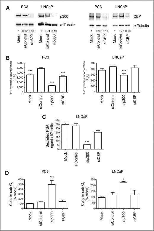 Inhibition of the Acetyltransferases p300 and CBP Reveals a Targetable ...