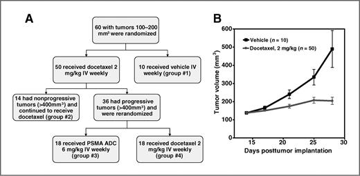 In Vitro and In Vivo Responses of Advanced Prostate Tumors to PSMA ADC ...