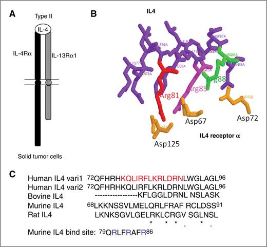 Targeting Interleukin-4 Receptor α with Hybrid Peptide for Effective ...