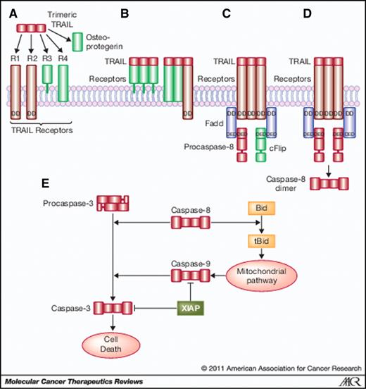 TRAIL Signaling and Synergy Mechanisms Used in TRAIL-Based Combination ...