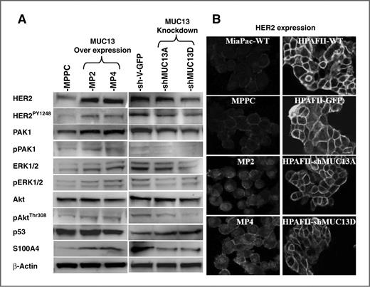 MUC13 Mucin Augments Pancreatic Tumorigenesis | Molecular Cancer ...