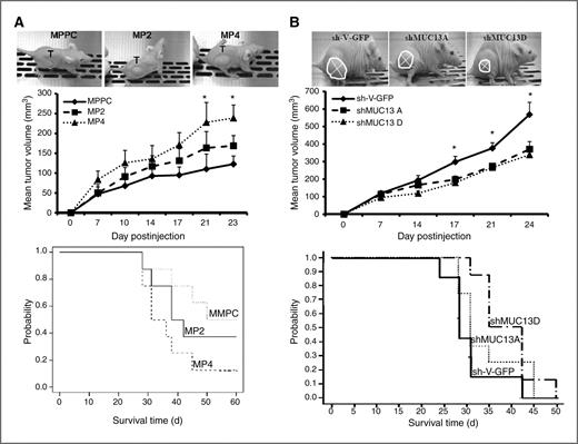 MUC13 Mucin Augments Pancreatic Tumorigenesis | Molecular Cancer ...