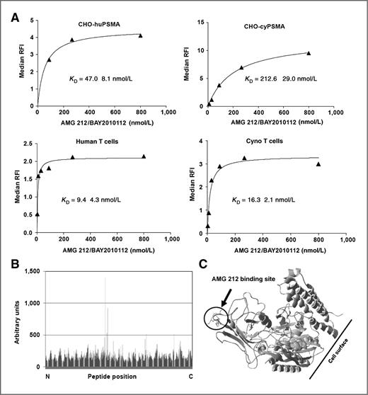 Regression of Human Prostate Cancer Xenografts in Mice by AMG 212 ...