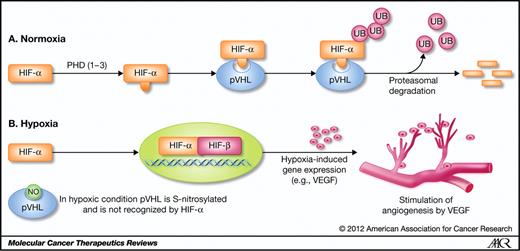 The Ubiquitin Proteasome System Meets Angiogenesis Molecular Cancer