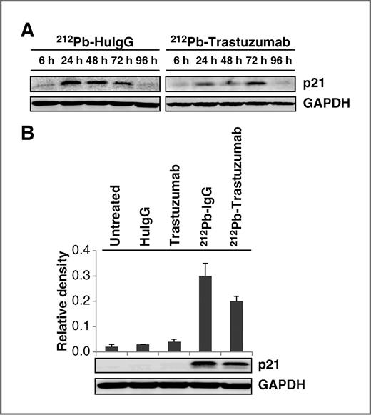 212Pb-Radioimmunotherapy Induces G2 Cell-Cycle Arrest and Delays DNA ...