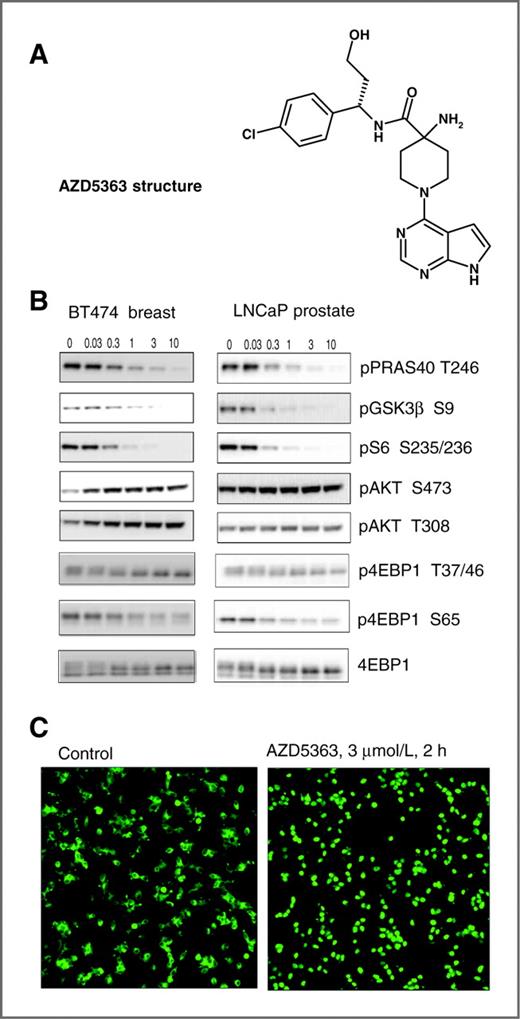 Preclinical Pharmacology of AZD5363, an Inhibitor of AKT ...