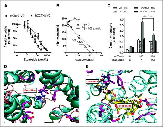 Inhibition of OCTN2-Mediated Transport of Carnitine by Etoposide ...