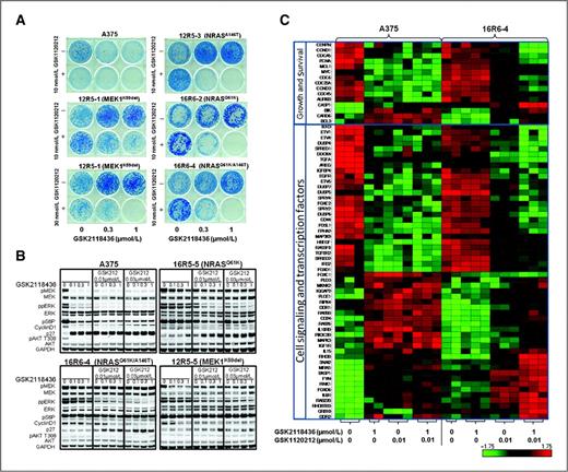 Combinations of BRAF, MEK, and PI3K/mTOR Inhibitors Overcome Acquired ...
