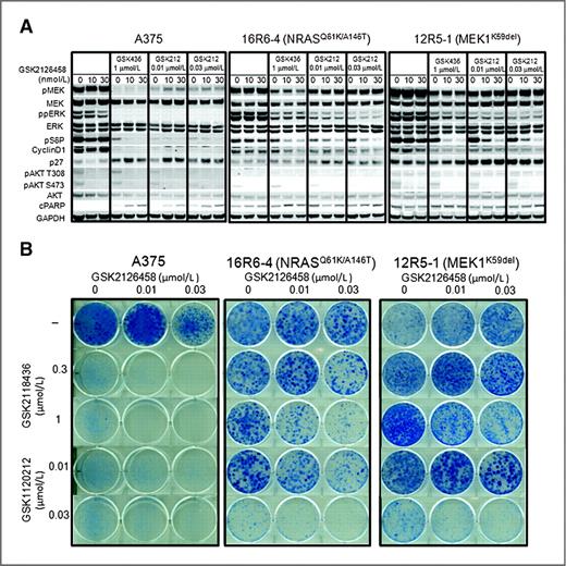 Combinations of BRAF, MEK, and PI3K/mTOR Inhibitors Overcome Acquired ...