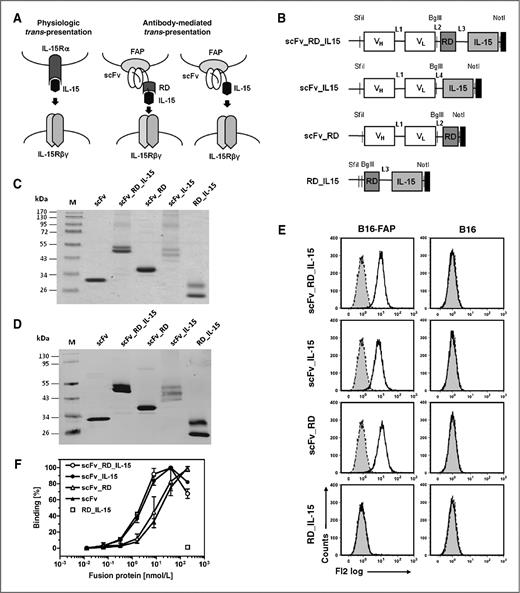 An Antibody Fusion Protein for Cancer Immunotherapy Mimicking IL-15 ...