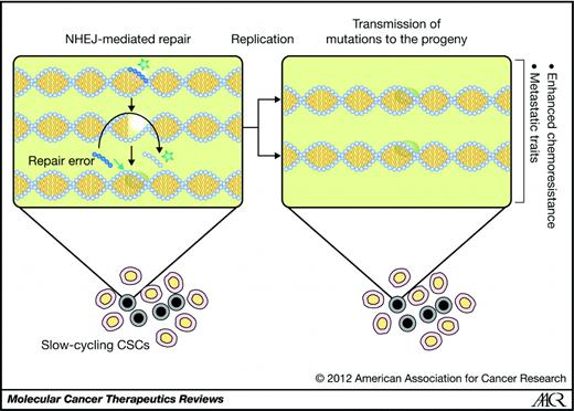 DNA Damage Repair Pathways in Cancer Stem Cells | Molecular Cancer ...