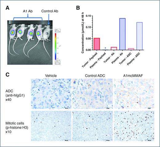 Long-term Tumor Regression Induced by an Antibody–Drug Conjugate That ...