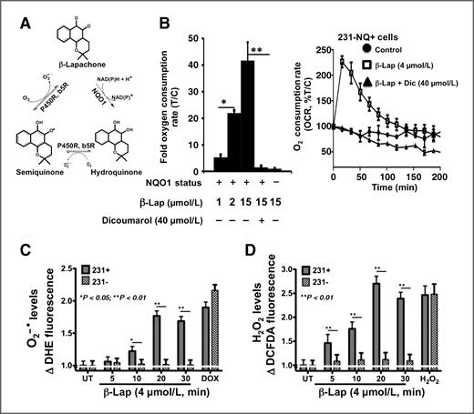 Catalase Abrogates β-Lapachone–Induced PARP1 Hyperactivation–Directed ...