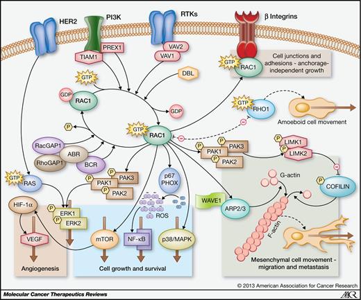 RAC1: An Emerging Therapeutic Option for Targeting Cancer Angiogenesis ...