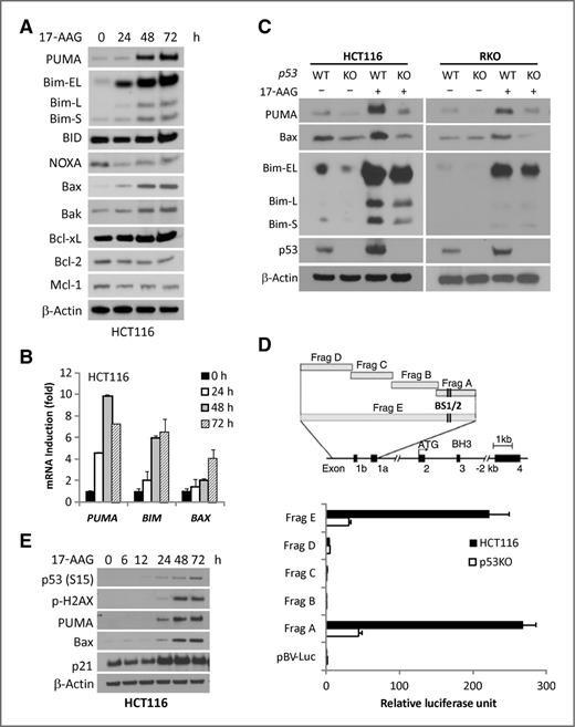 Hsp90 Inhibitors Promote p53-Dependent Apoptosis through PUMA and Bax ...