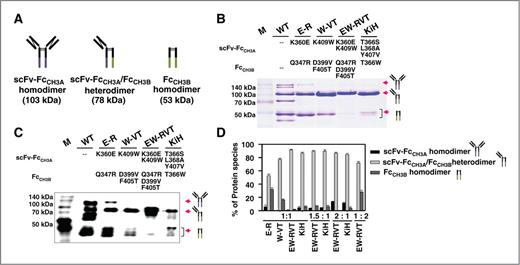 A Heterodimeric Fc-Based Bispecific Antibody Simultaneously Targeting ...