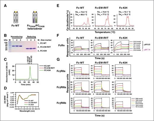 A Heterodimeric Fc-Based Bispecific Antibody Simultaneously Targeting ...
