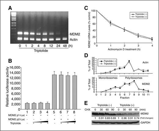 Triptolide Inhibits MDM2 and Induces Apoptosis in Acute Lymphoblastic ...