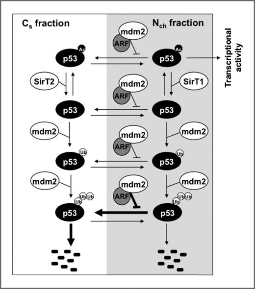 Modulation of p53 C-Terminal Acetylation by mdm2, p14ARF, and ...