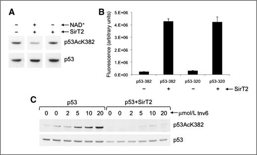 Modulation of p53 C-Terminal Acetylation by mdm2, p14ARF, and ...
